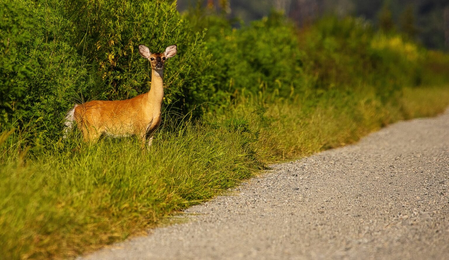 Virginia Driver Safety: 5 Wildlife Species to Watch Out for on the ...