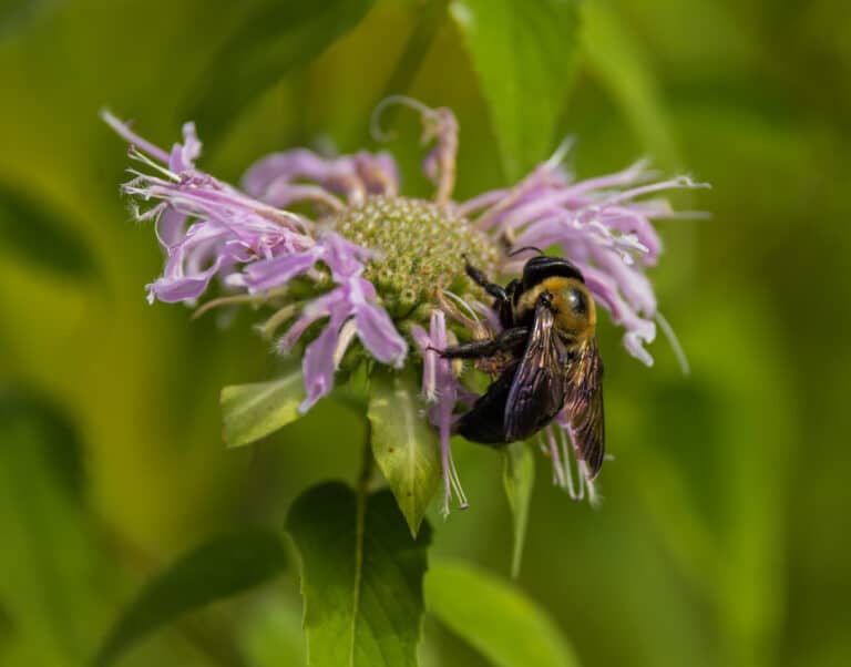 The Decline of Pollinators from Habitat Loss and Pesticides - Wild Virginia