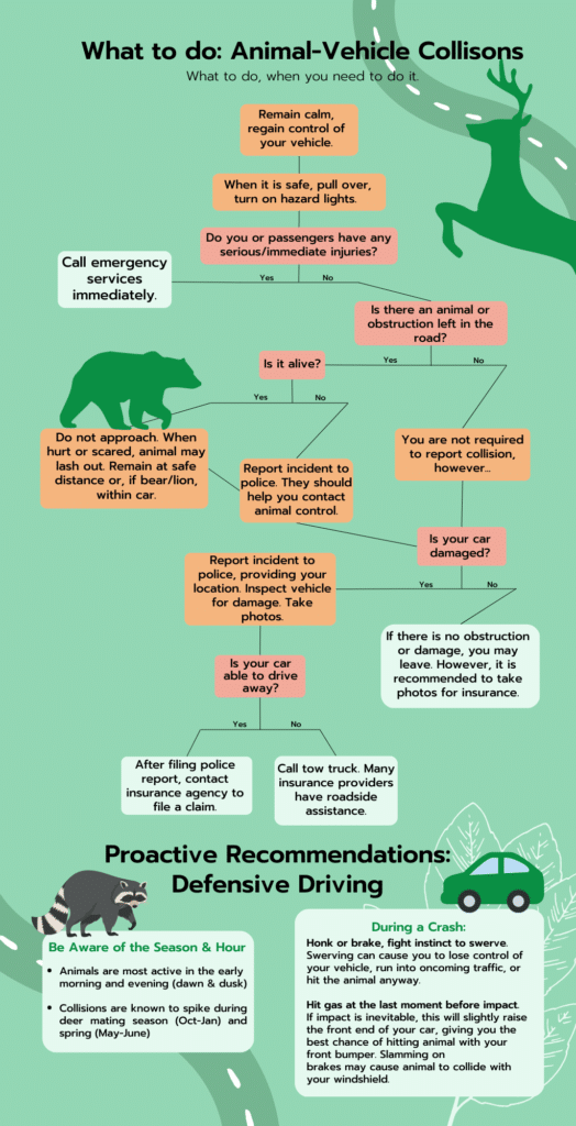 What to Do If You Hit an Animal With Your Vehicle - Wild Virginia