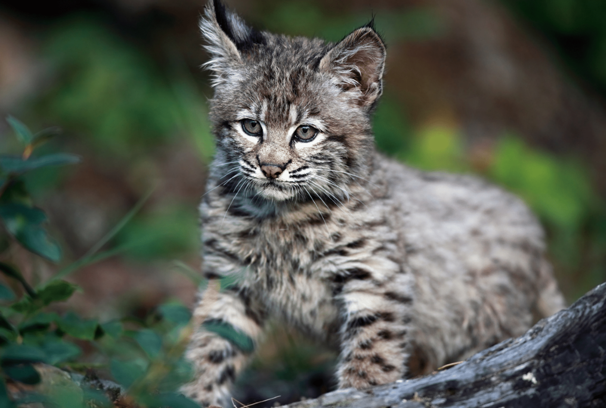 The Roadside Rescue of Two Bobcat Kittens Highlights a Larger Challenge ...